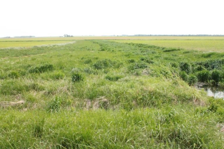 Step-by-Step: Modeling Nature with Static Grass | Gateway NMRA